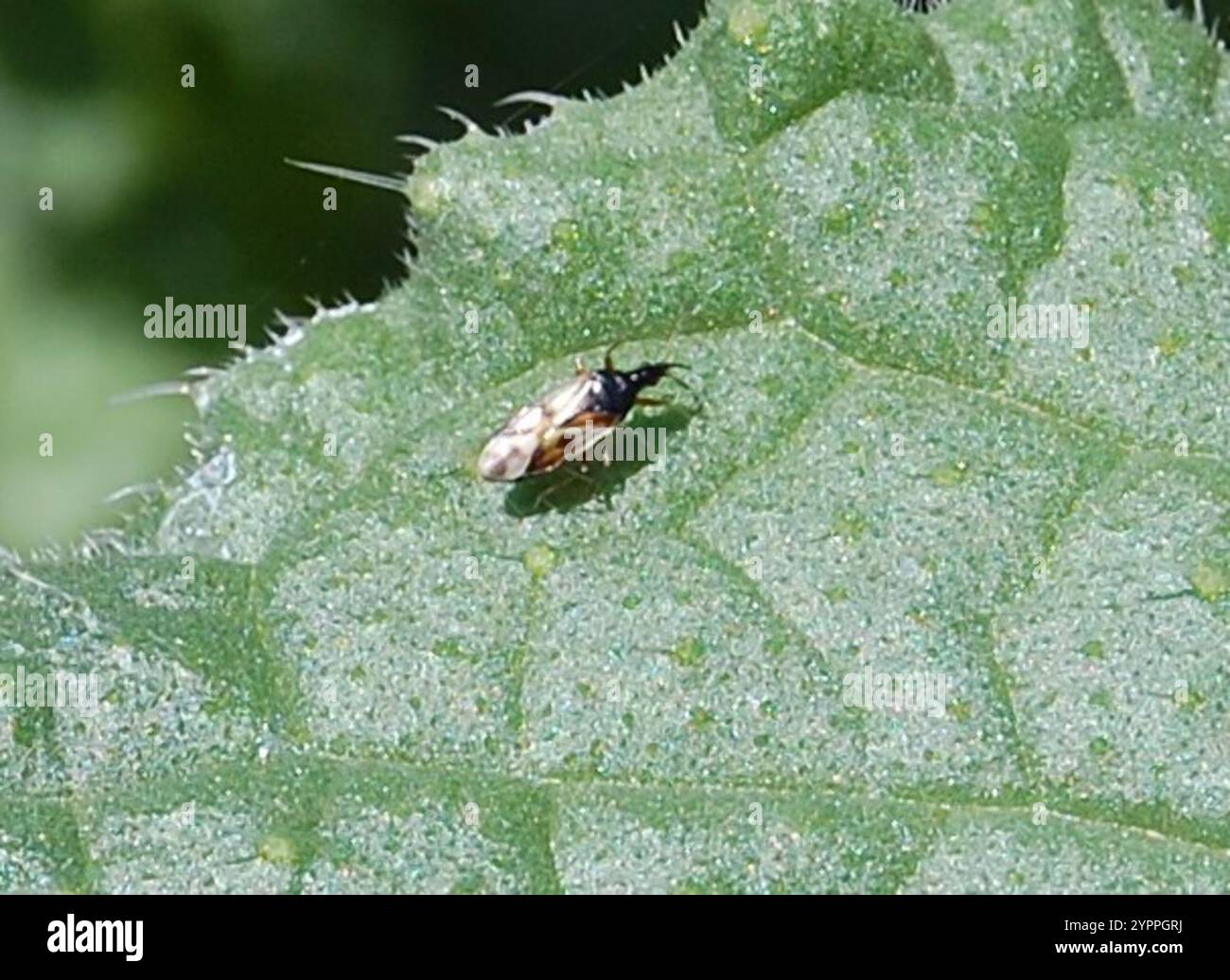 Common Flowerbug (Anthocoris nemorum Stock Photo - Alamy