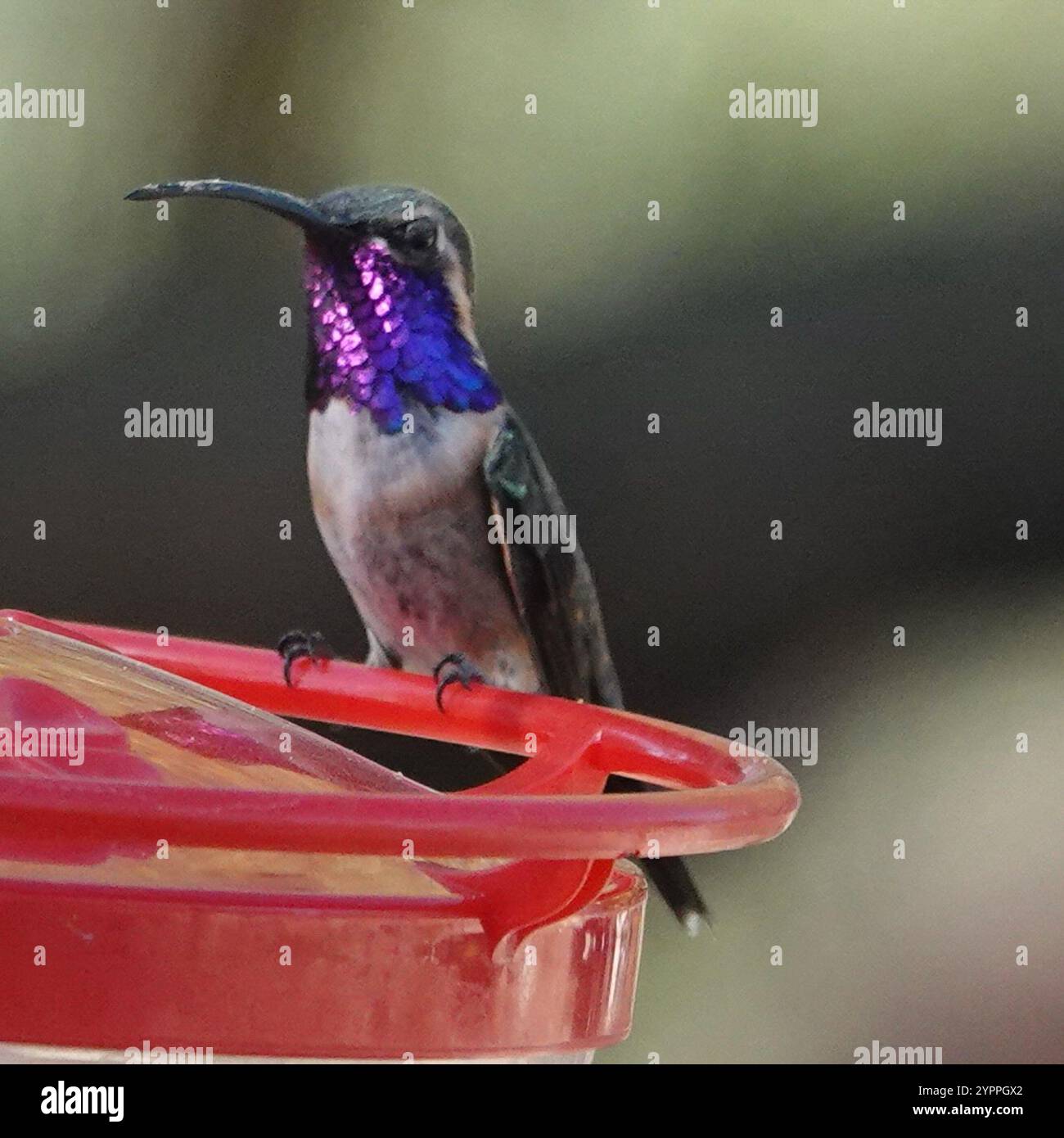 Lucifer Hummingbird (Calothorax lucifer Stock Photo - Alamy