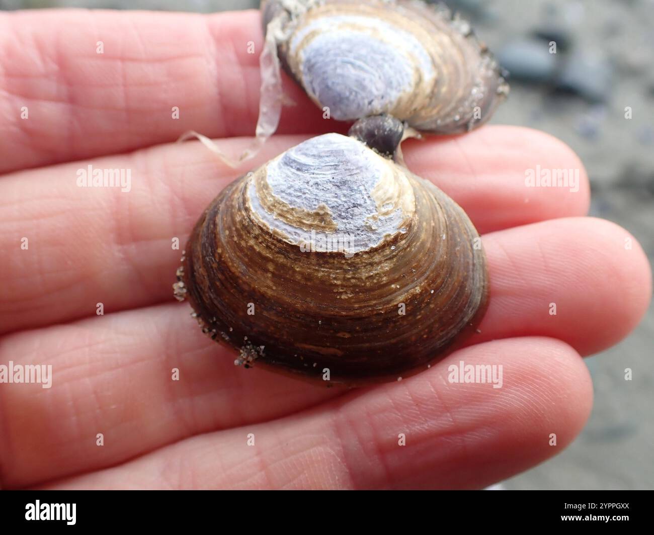 Purple Mahogany Clam (Nuttallia obscurata Stock Photo - Alamy