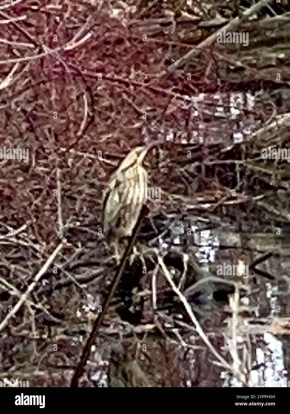American Bittern (Botaurus lentiginosus Stock Photo - Alamy