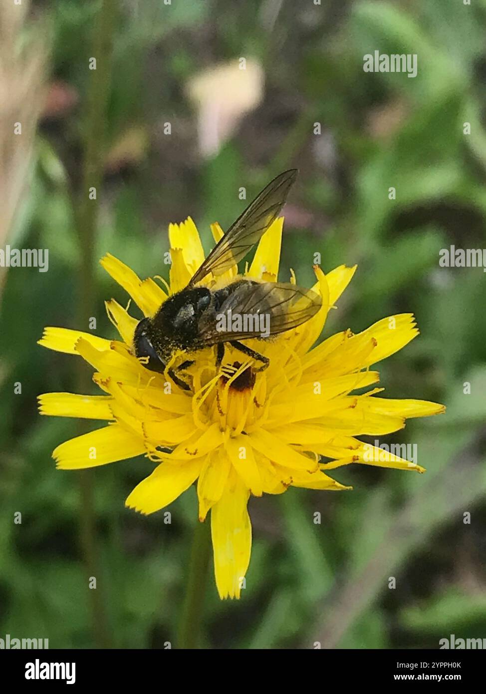 Hover Flies (Syrphidae Stock Photo - Alamy