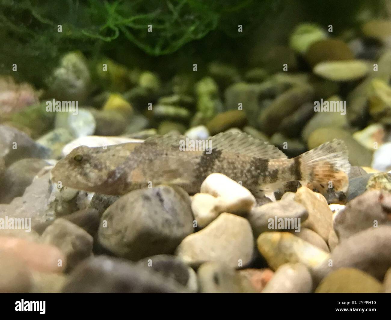 Mottled Sculpin (Cottus bairdii Stock Photo - Alamy