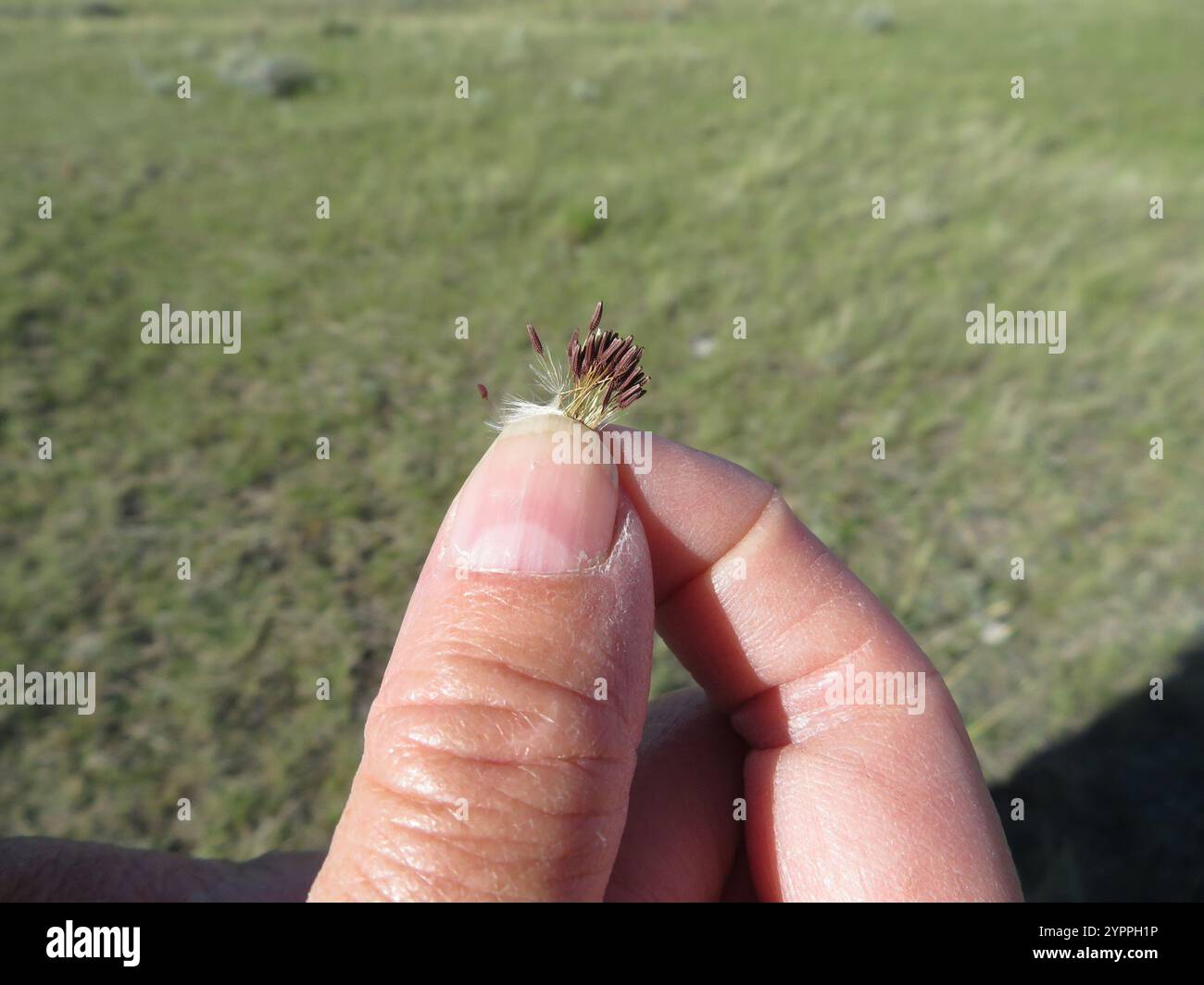 red-seeded dandelion (Taraxacum erythrospermum Stock Photo - Alamy