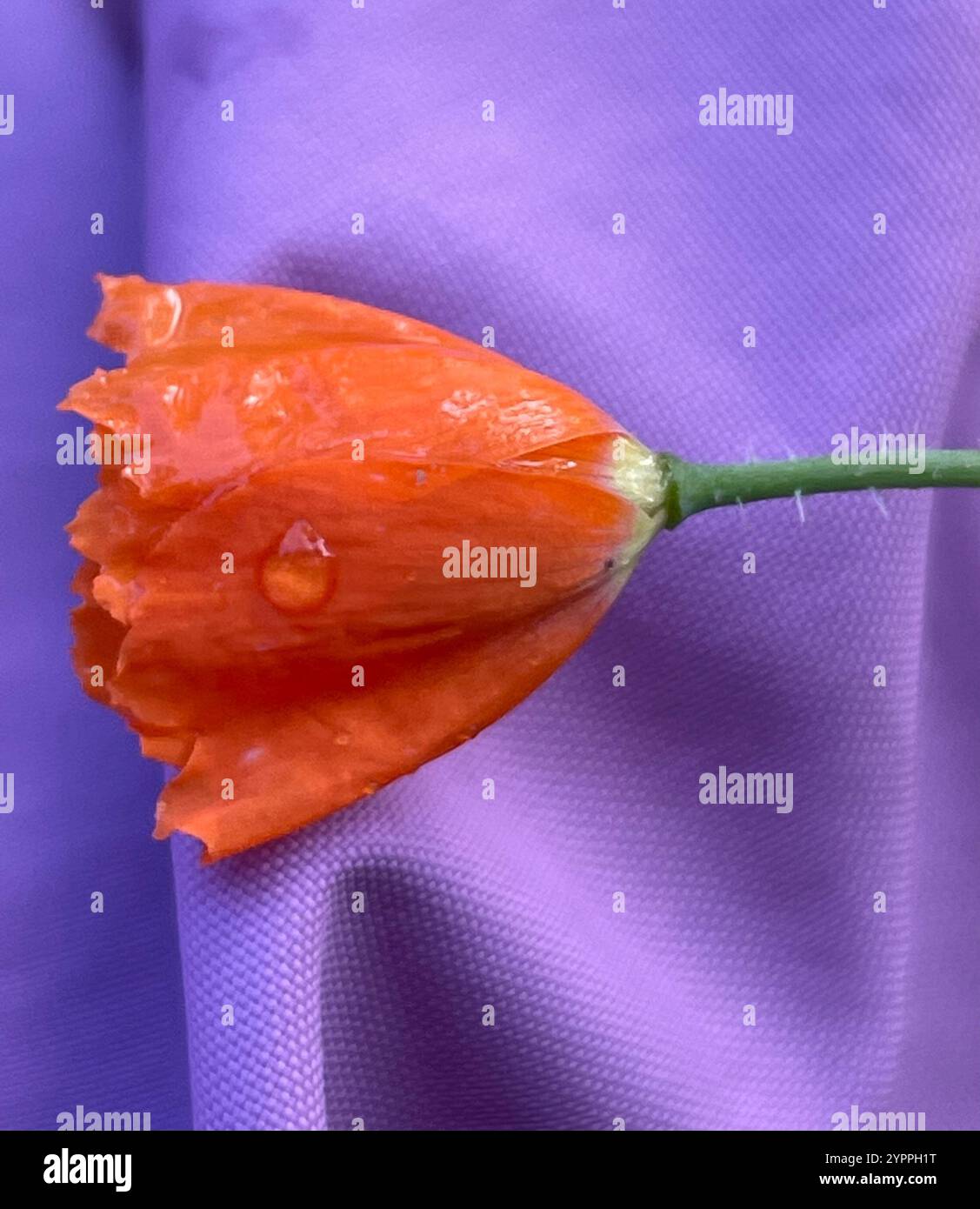 fire poppy (Papaver californicum Stock Photo - Alamy