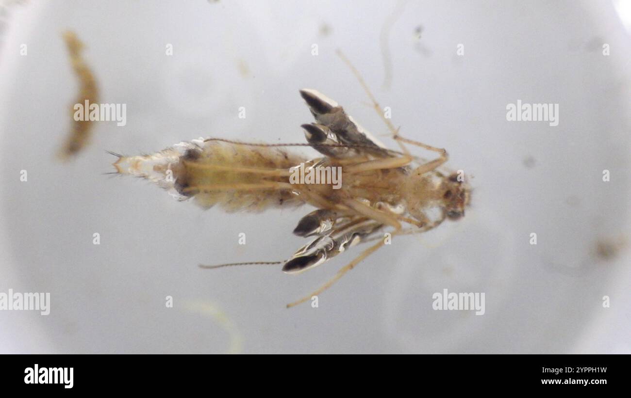 Net-spinning Caddisflies (Hydropsychidae Stock Photo - Alamy