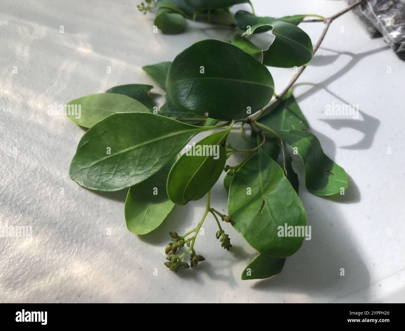 Guapira discolor hi-res stock photography and images - Alamy