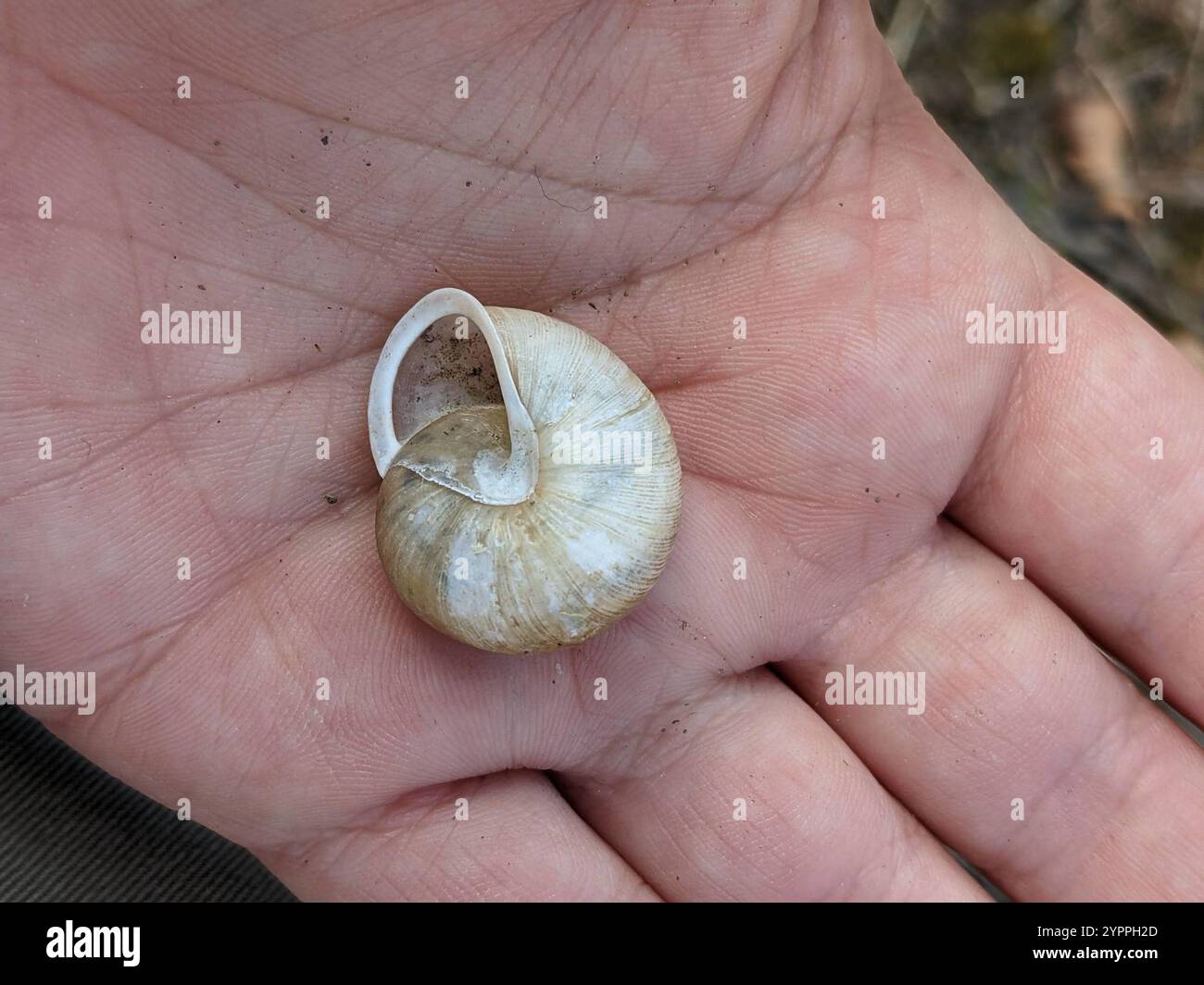 White-lip Globe Snail (Mesodon thyroidus Stock Photo - Alamy
