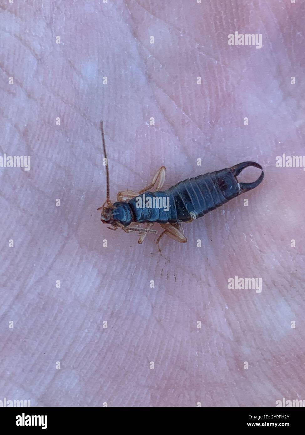 Maritime Earwig (Anisolabis maritima Stock Photo - Alamy