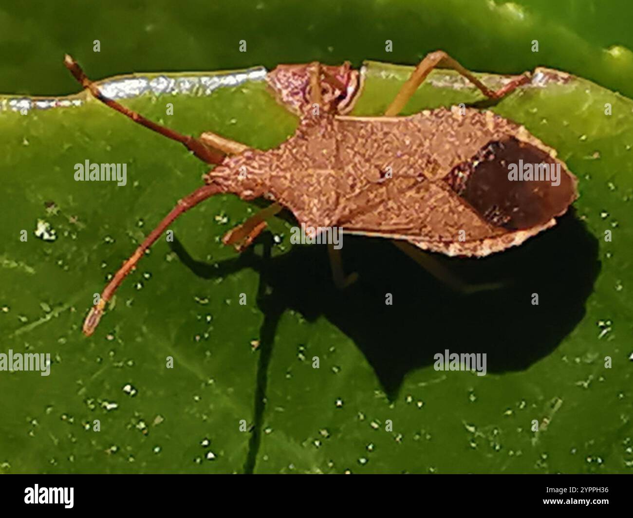 Box Bug (Gonocerus acuteangulatus Stock Photo - Alamy