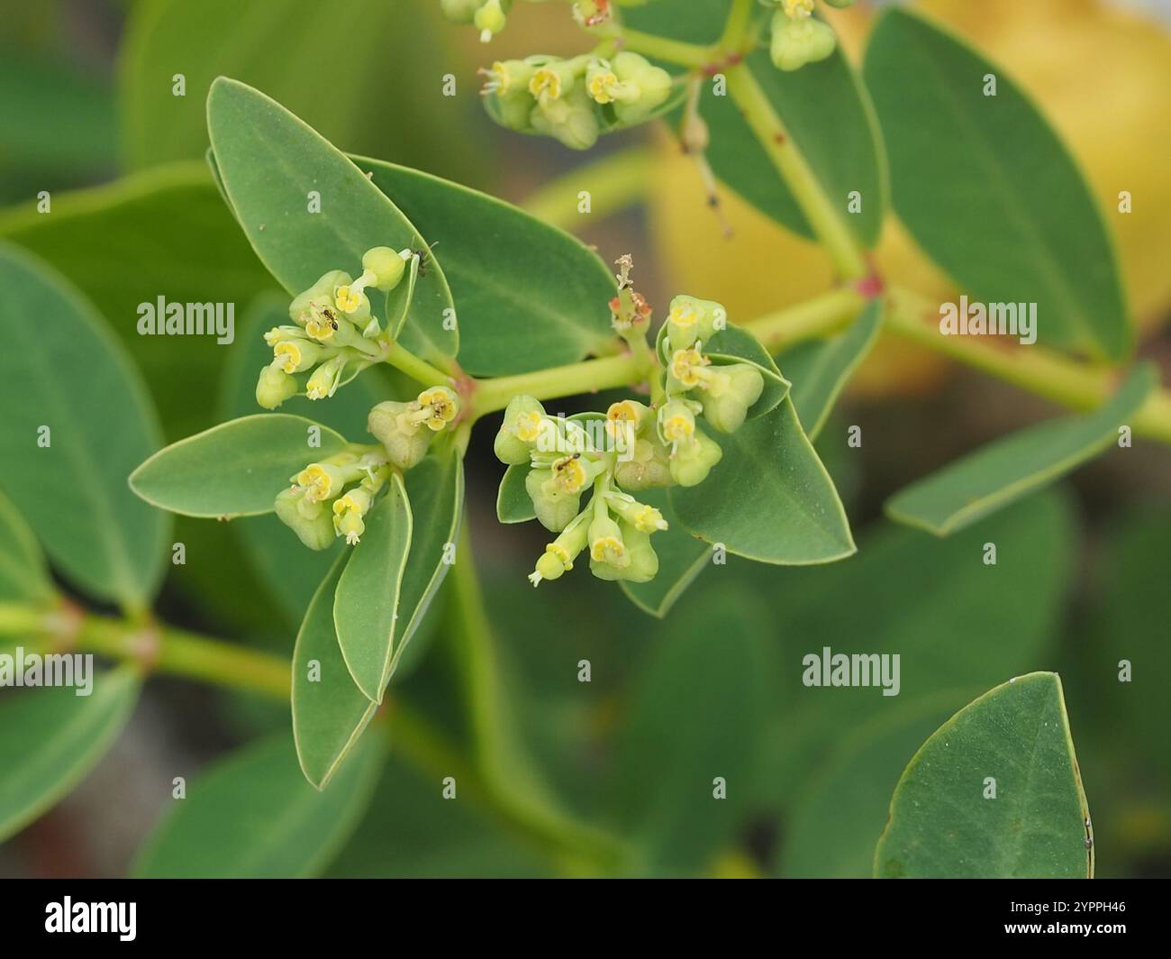 Euphorbia atoto hi-res stock photography and images - Alamy