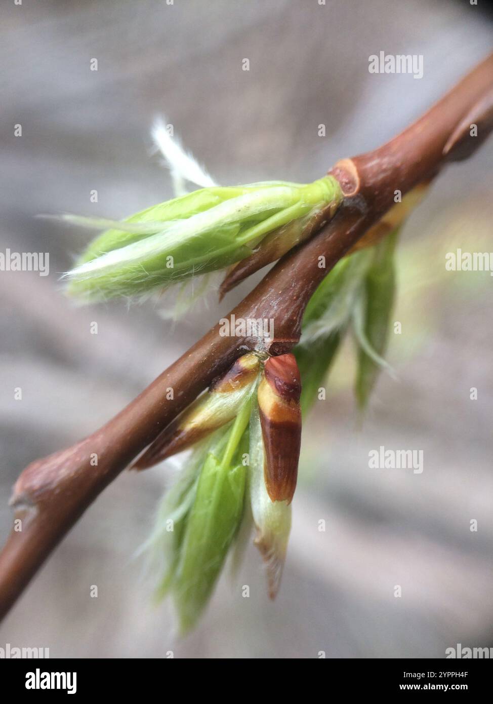trembling aspen (Populus tremuloides Stock Photo - Alamy