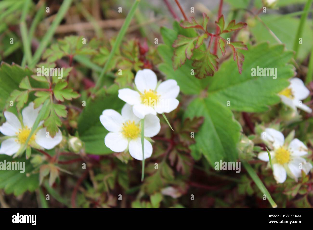 beach strawberry (Fragaria chiloensis Stock Photo - Alamy