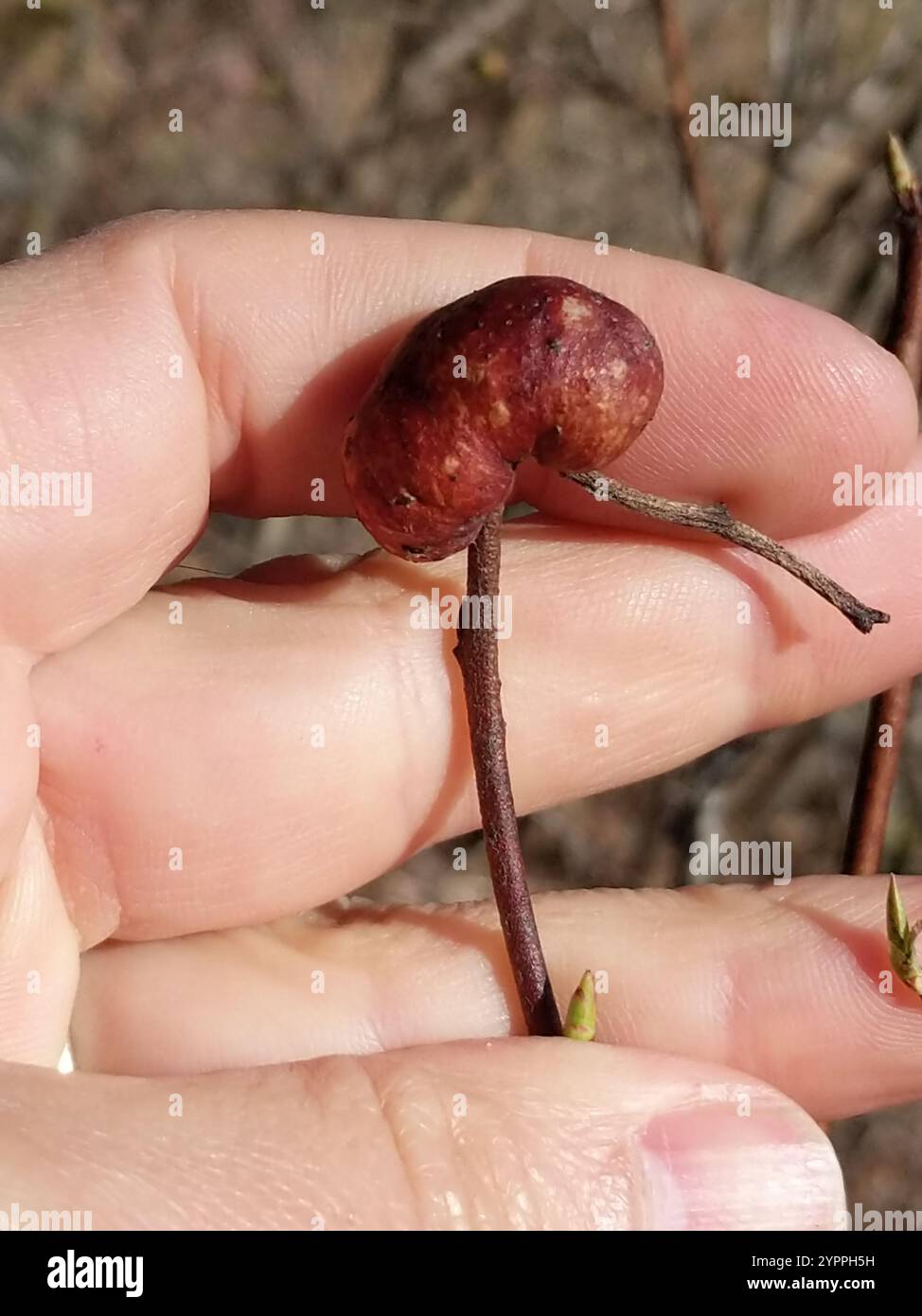 Blueberry Stem Gall Wasp (Hemadas nubilipennis Stock Photo - Alamy