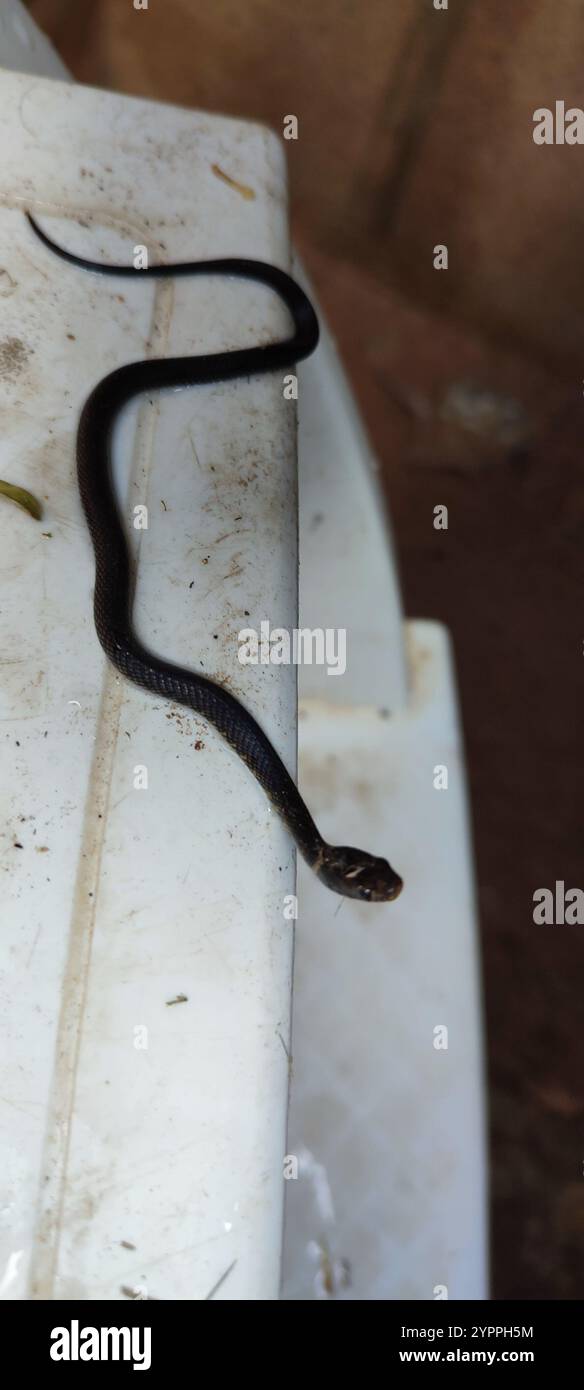 Military Ground Snake (Erythrolamprus miliaris Stock Photo - Alamy