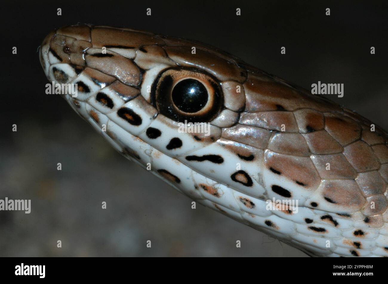 Olive Whip Snake (Psammophis mossambicus Stock Photo - Alamy