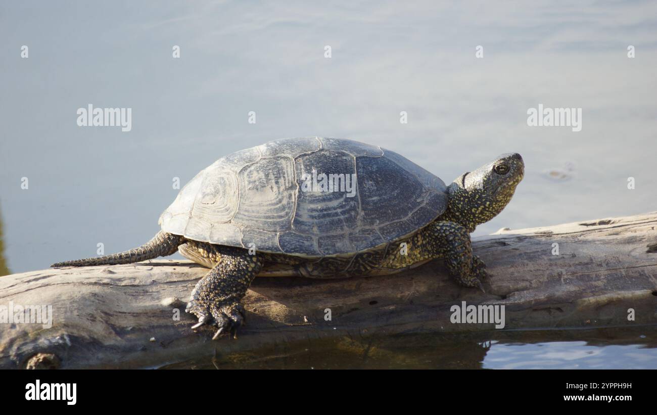 European Pond Turtle (Emys orbicularis Stock Photo - Alamy