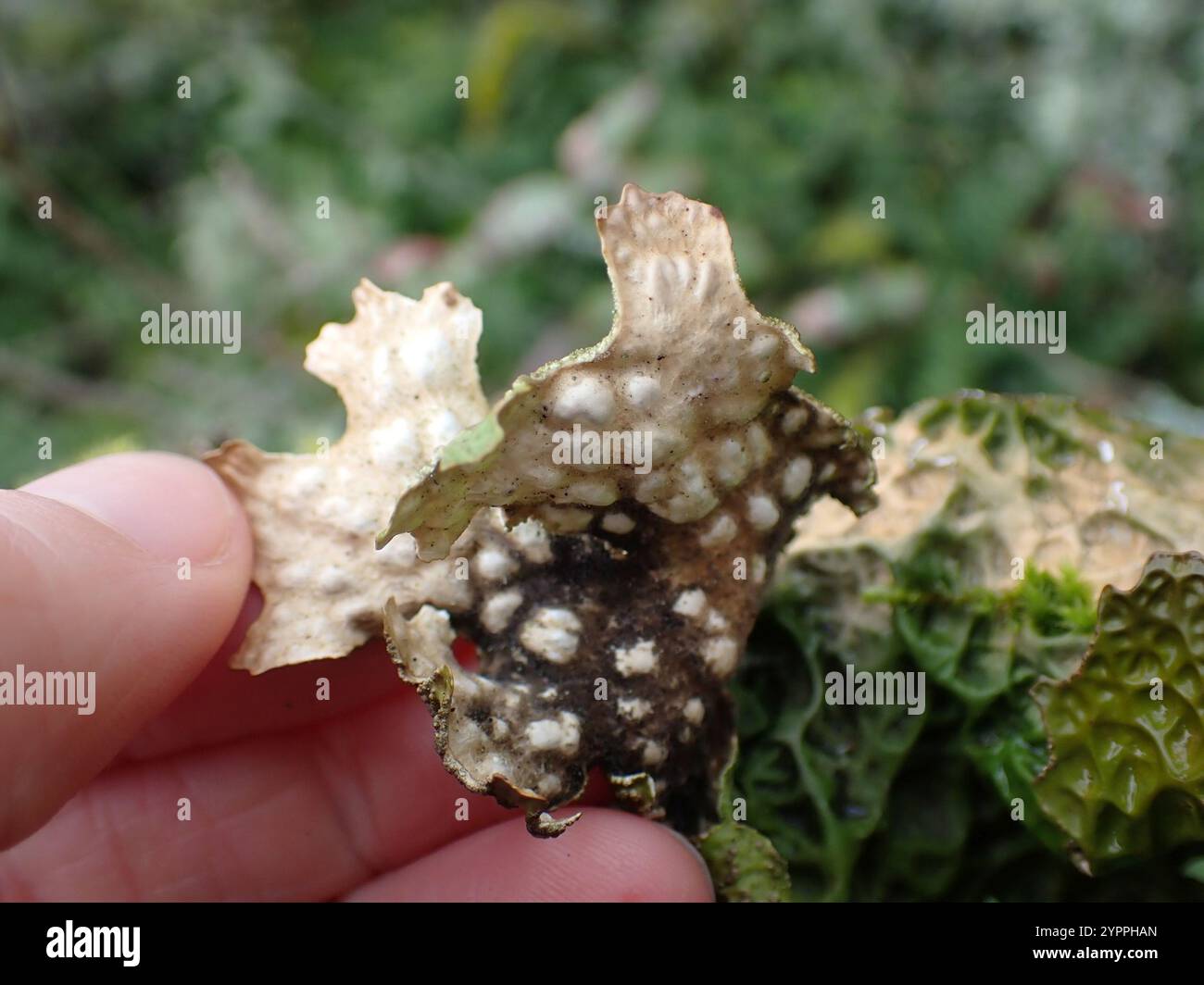 Tree Lungwort (Lobaria pulmonaria Stock Photo - Alamy