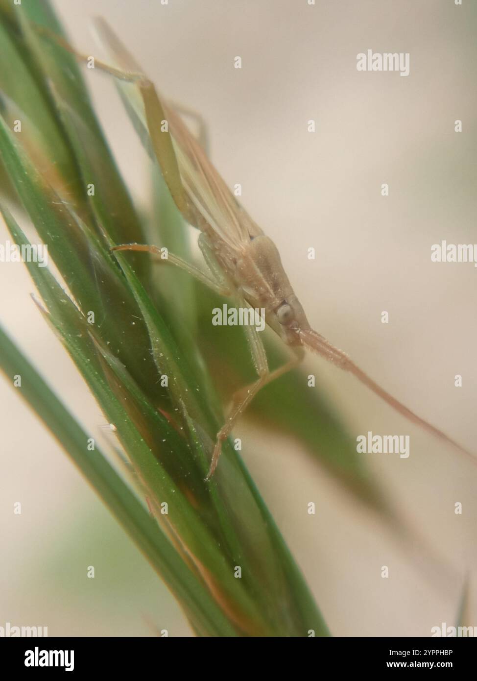 Grass bug (Stenodema laevigata Stock Photo - Alamy