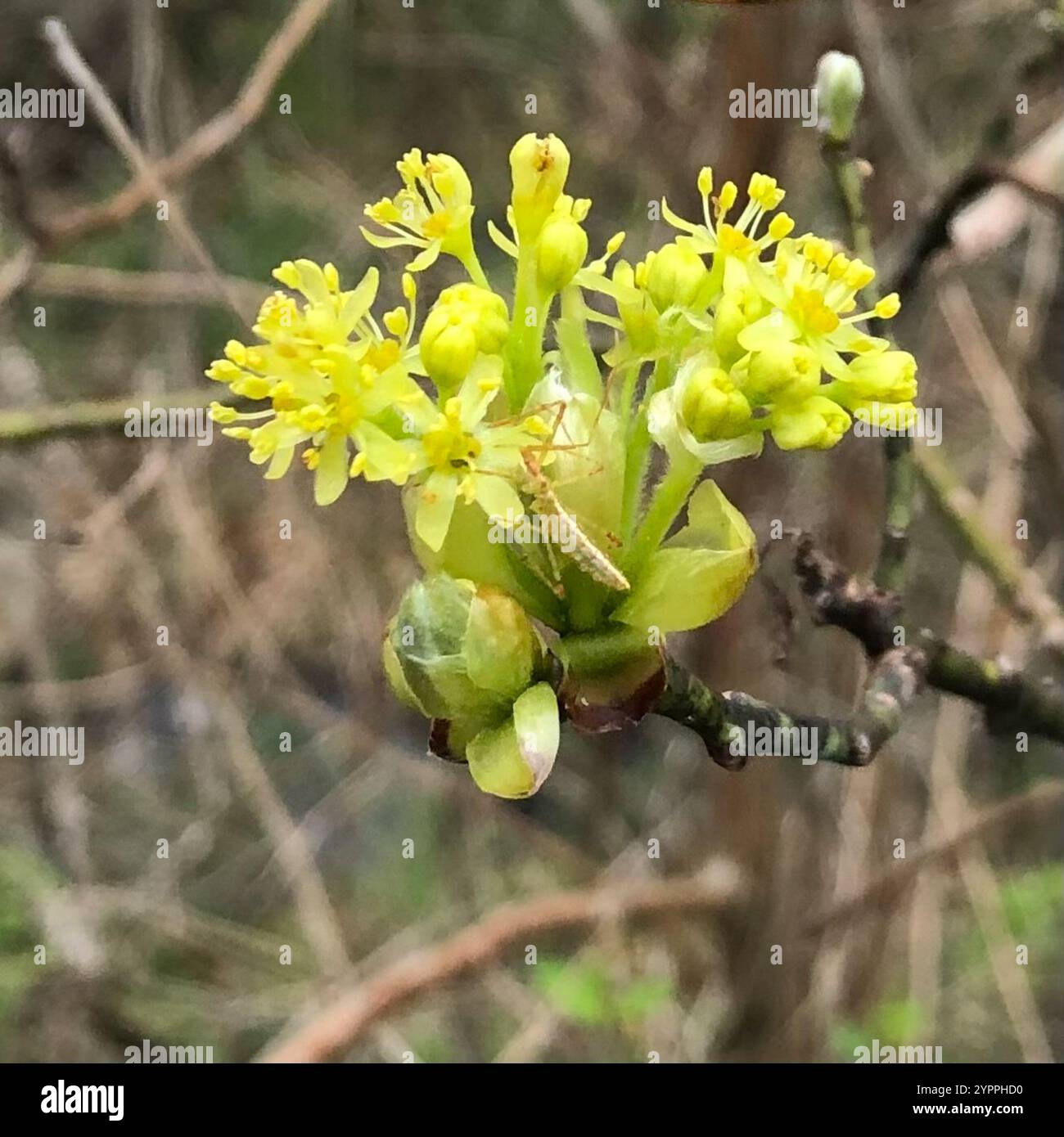 sassafras (Sassafras albidum Stock Photo - Alamy