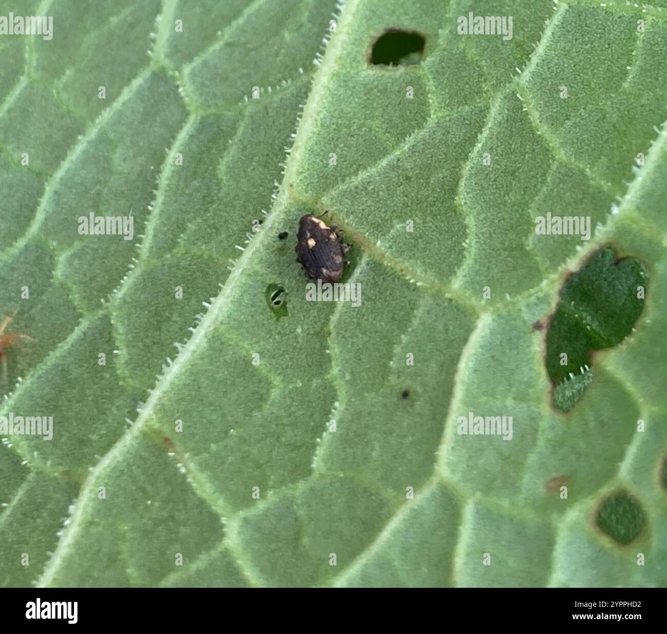 Rhinoncus hi-res stock photography and images - Alamy