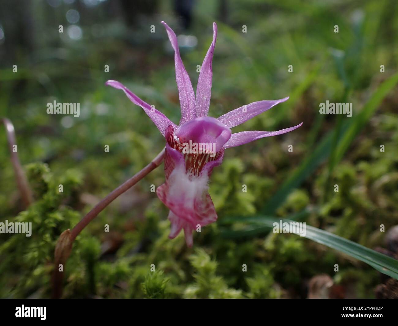 Western Fairy-slipper (Calypso bulbosa occidentalis Stock Photo - Alamy