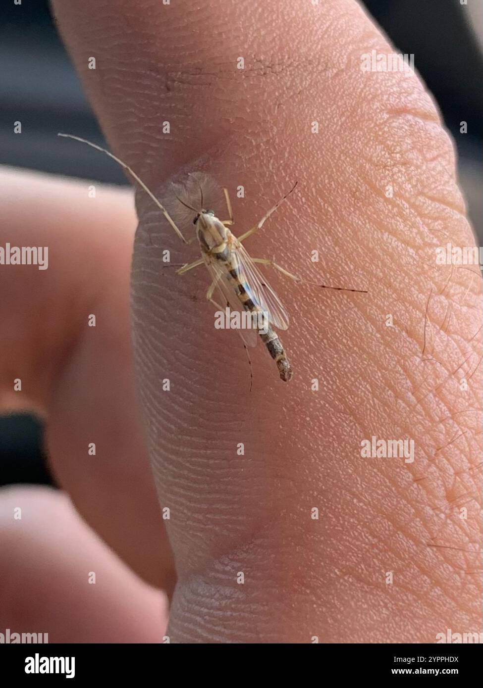 Non-biting Midges (Chironomidae Stock Photo - Alamy