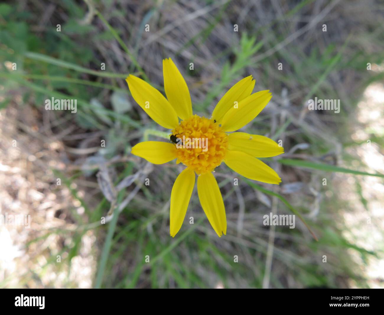woolly groundsel (Packera cana Stock Photo - Alamy