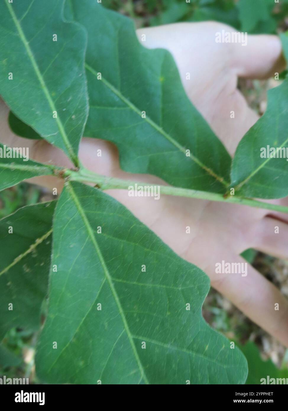 white oak (Quercus alba Stock Photo - Alamy