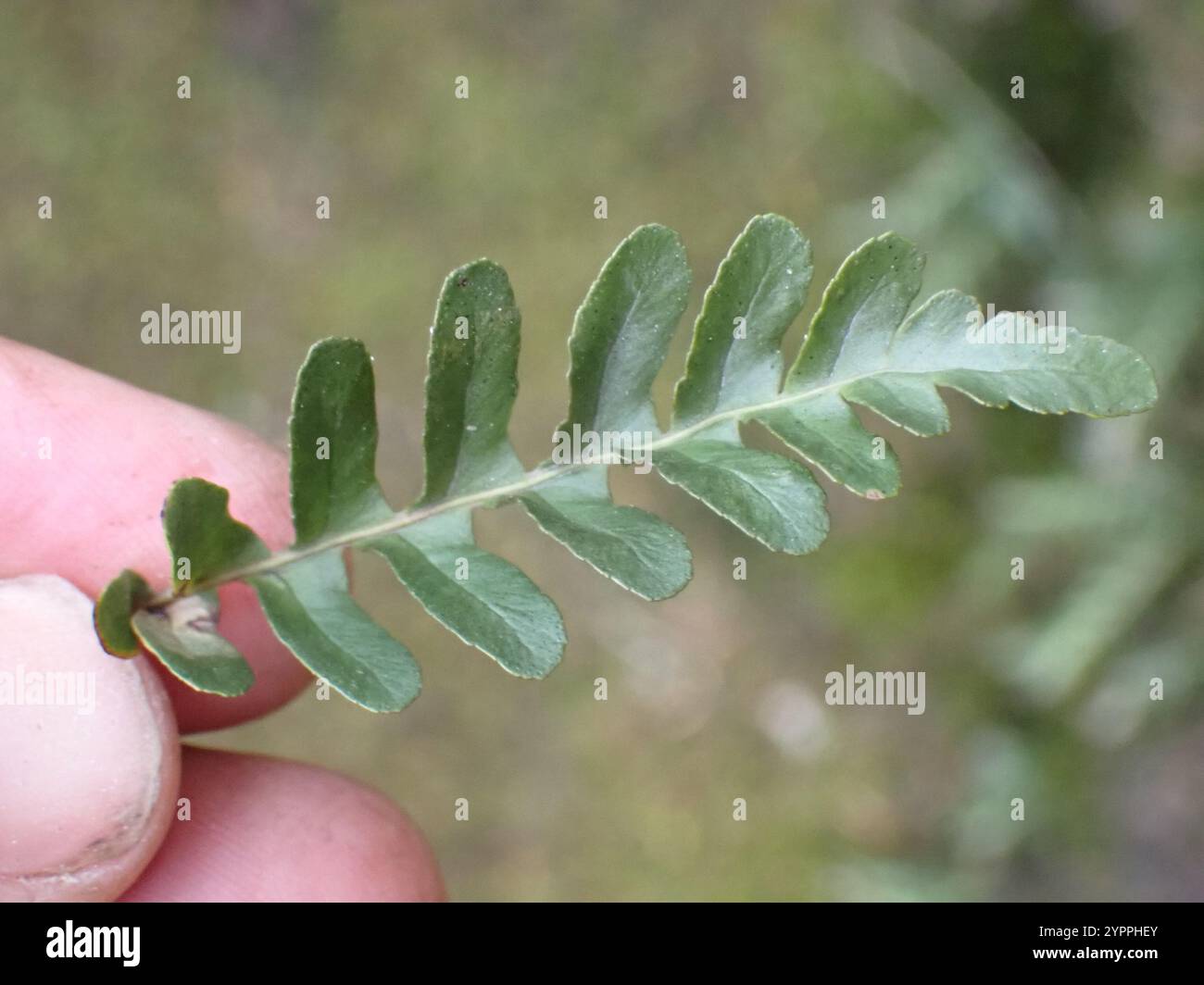 western polypody (Polypodium hesperium Stock Photo - Alamy