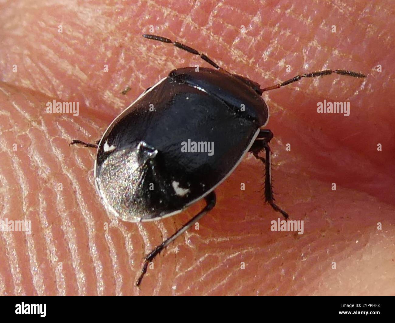 White-margined Burrower Bug (Sehirus cinctus Stock Photo - Alamy
