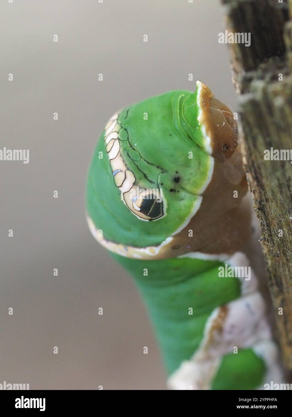 Common Mormon Swallowtail (Papilio polytes Stock Photo - Alamy