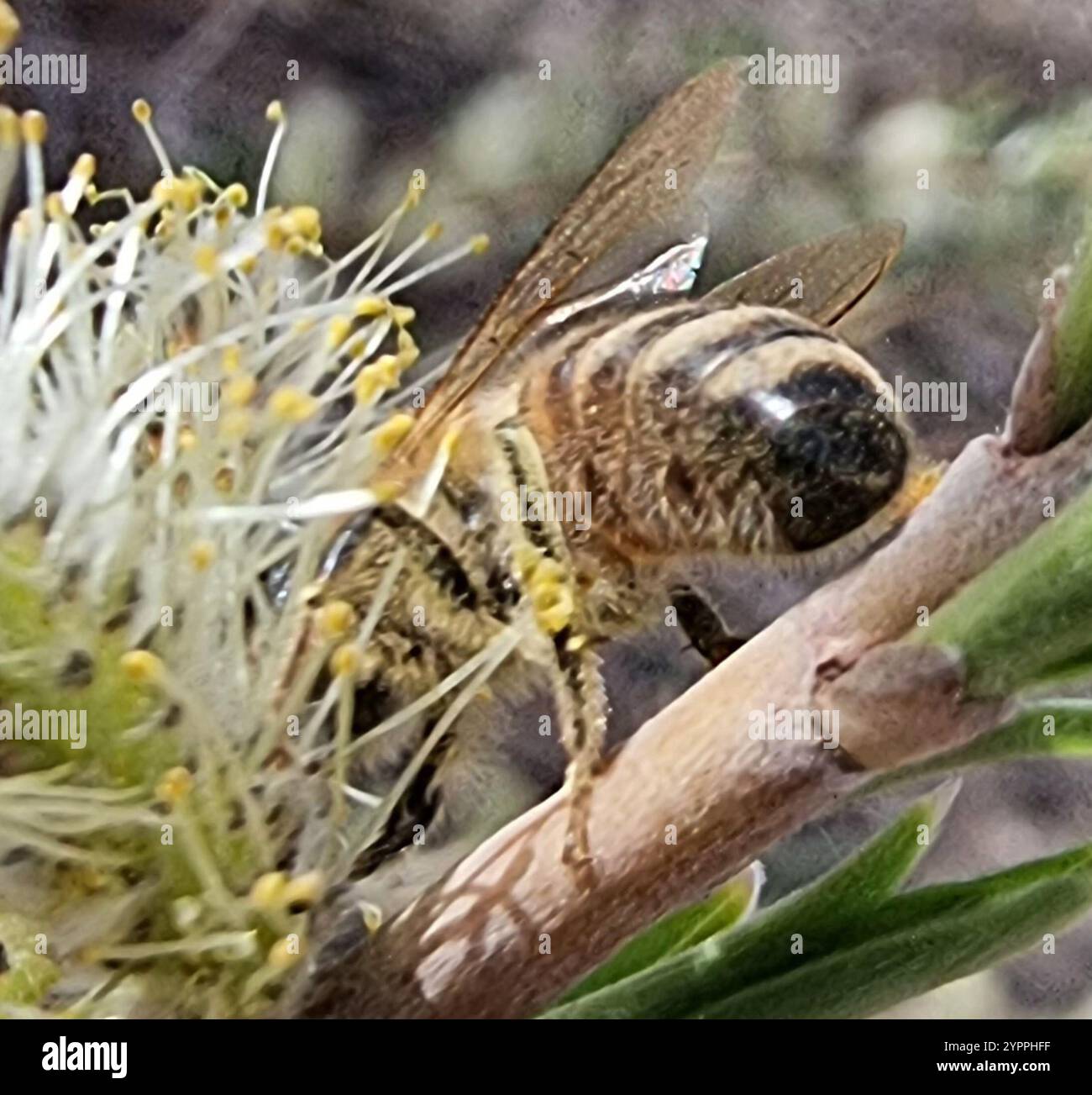 Western Honey Bee (Apis mellifera Stock Photo - Alamy