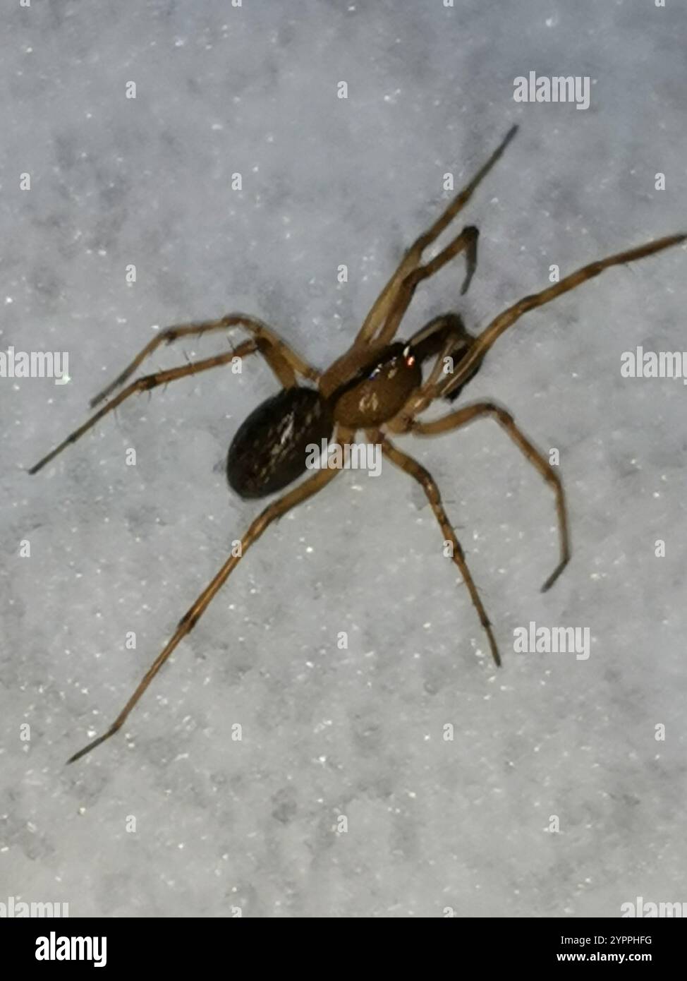 Horse-Head Spider (Stemonyphantes lineatus Stock Photo - Alamy