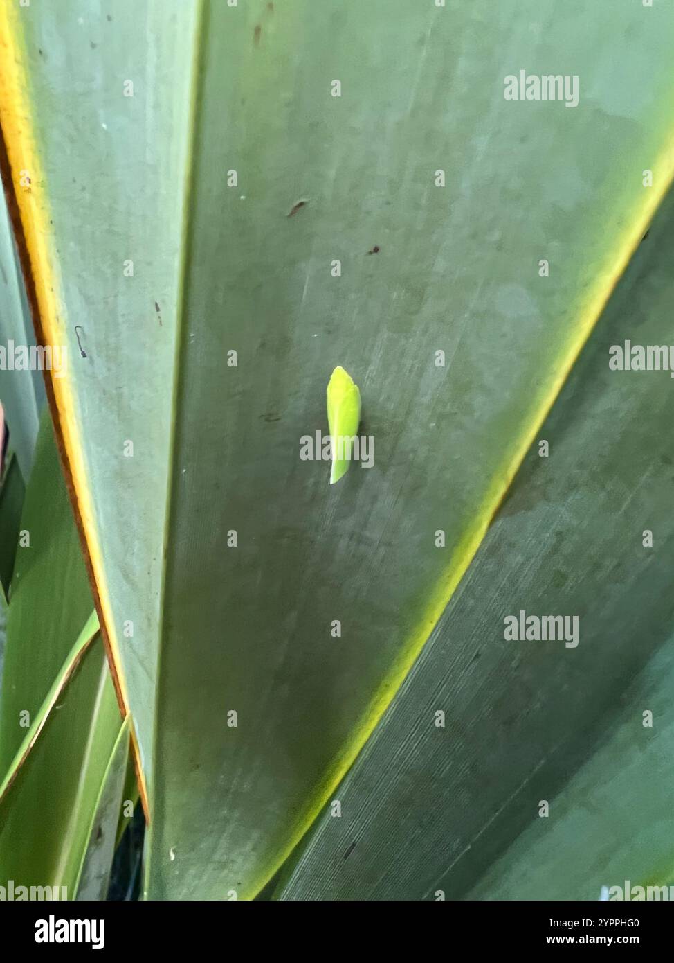 Torpedo Bug (Siphanta acuta Stock Photo - Alamy