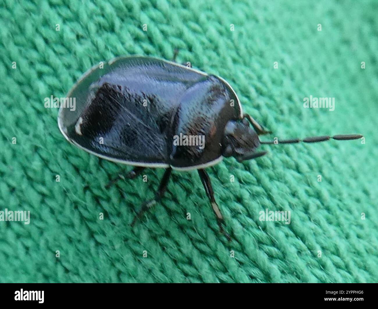 Sehirus cinctus hi-res stock photography and images - Alamy