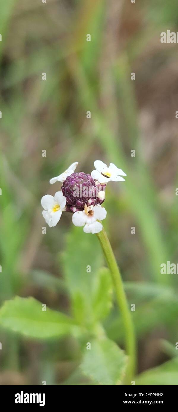 turkey tangle frogfruit (Phyla nodiflora Stock Photo - Alamy