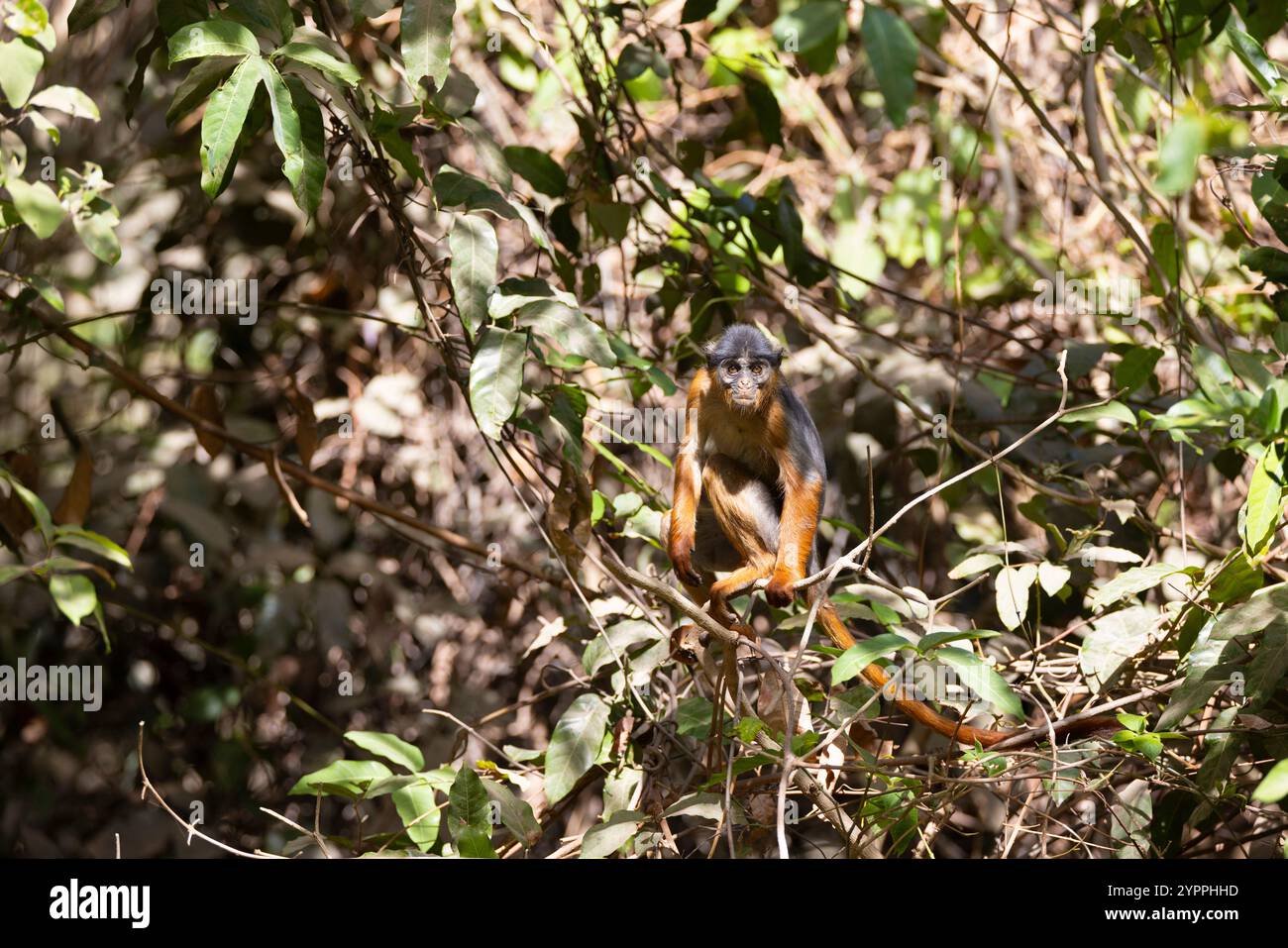 Western red colobus hi-res stock photography and images - Alamy