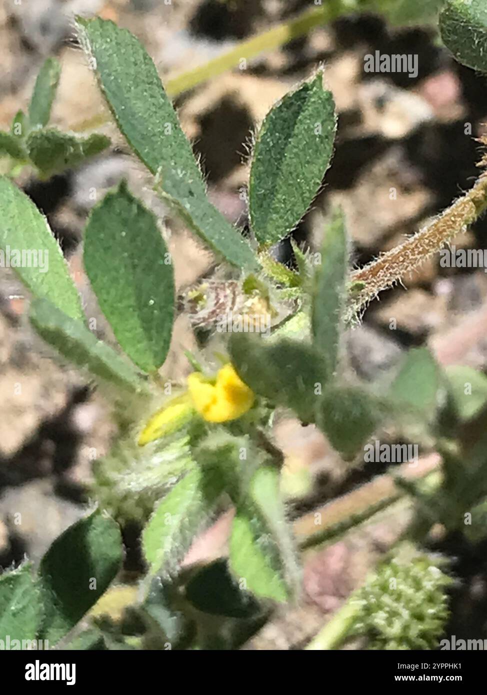 little bur-clover (Medicago minima Stock Photo - Alamy