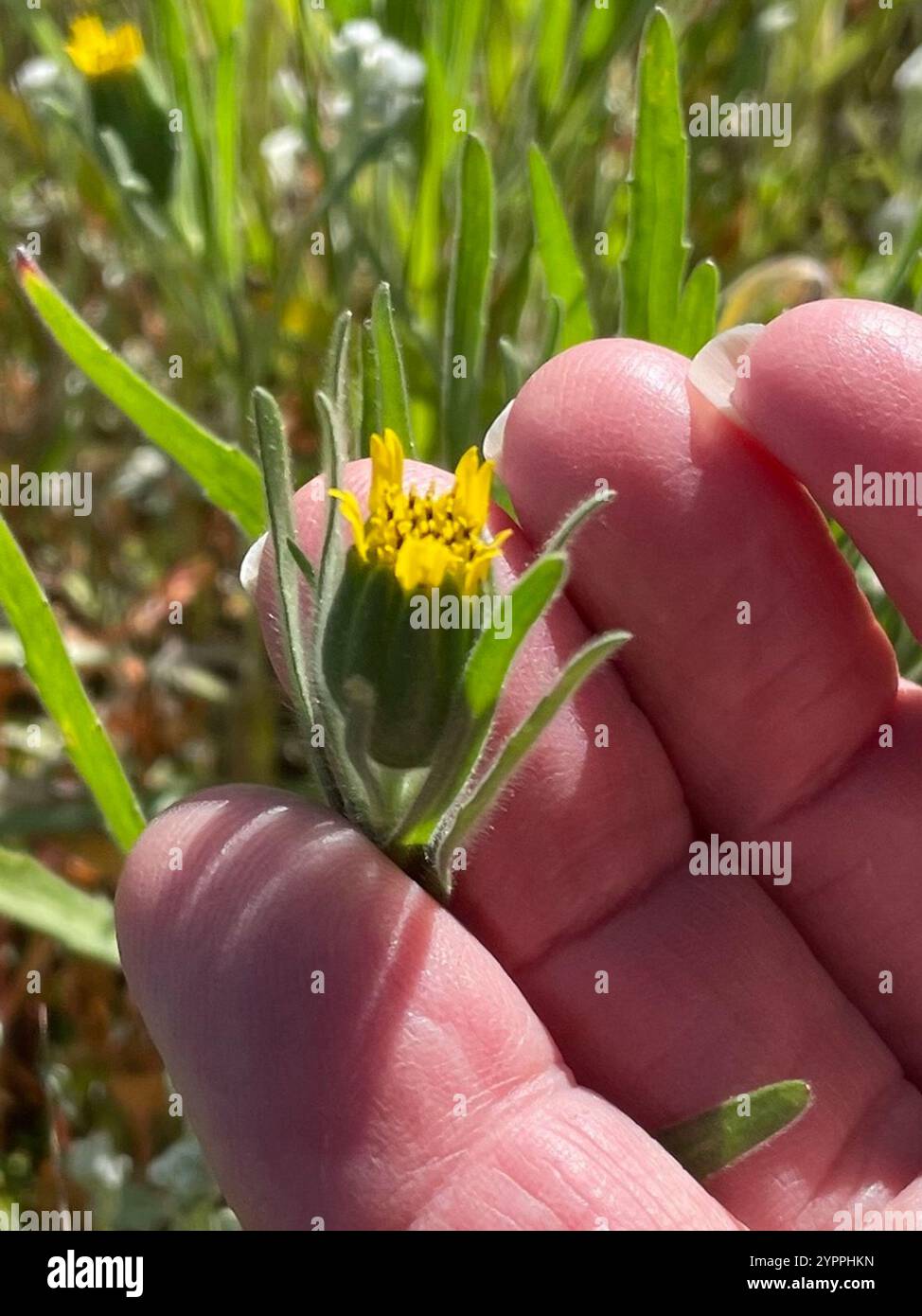 Blow Wives (Achyrachaena mollis Stock Photo - Alamy