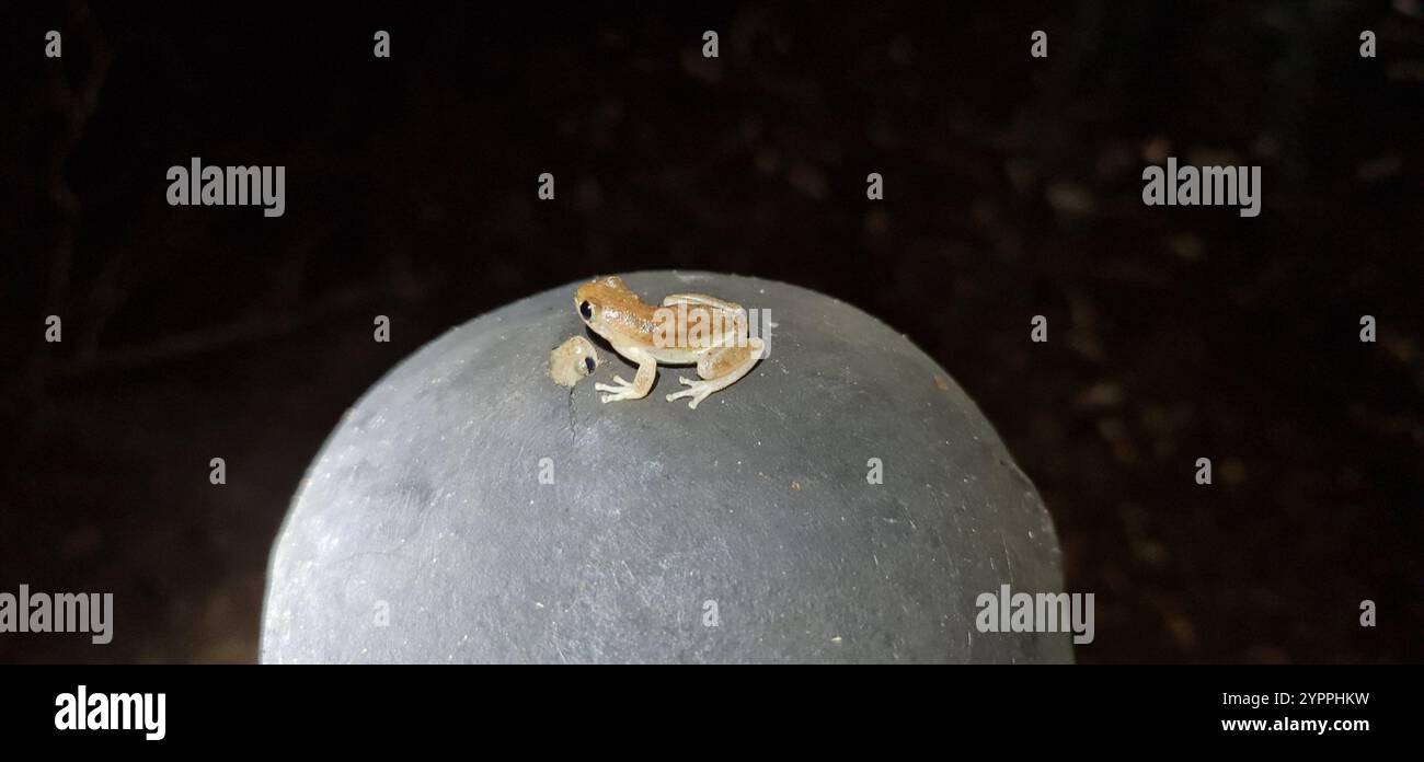 Desert Tree Frog (Litoria rubella Stock Photo - Alamy