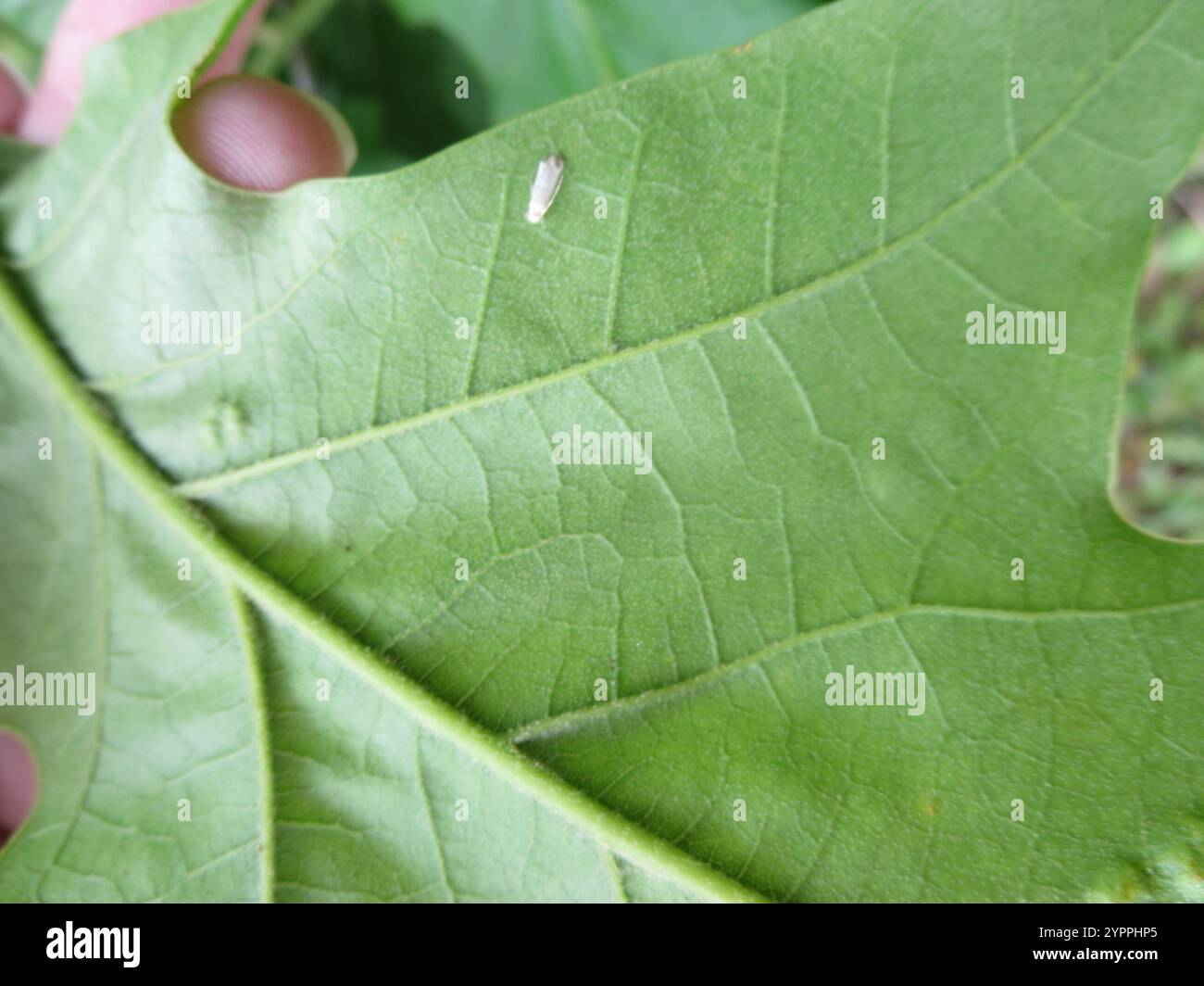 True Hoppers (Auchenorrhyncha Stock Photo - Alamy