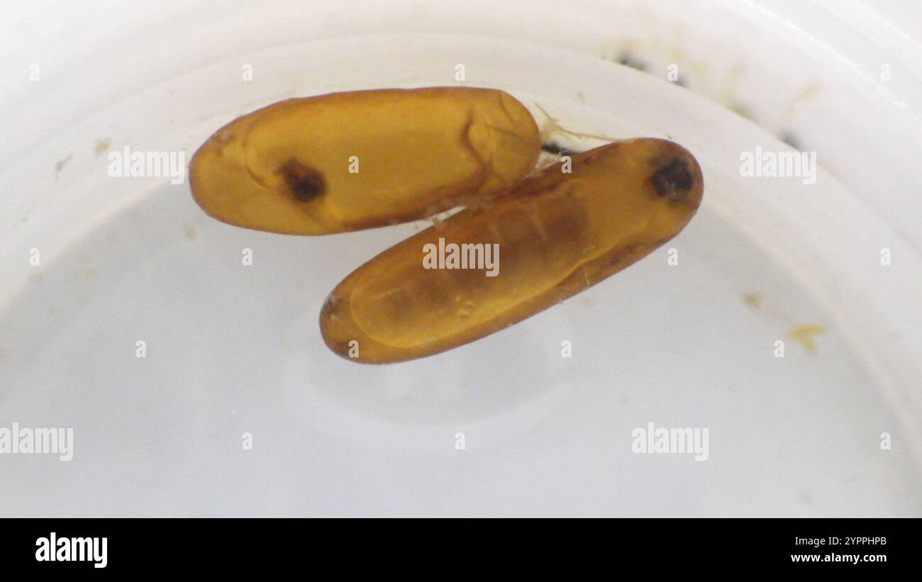 Little Black Caddisflies (Glossosomatidae Stock Photo - Alamy