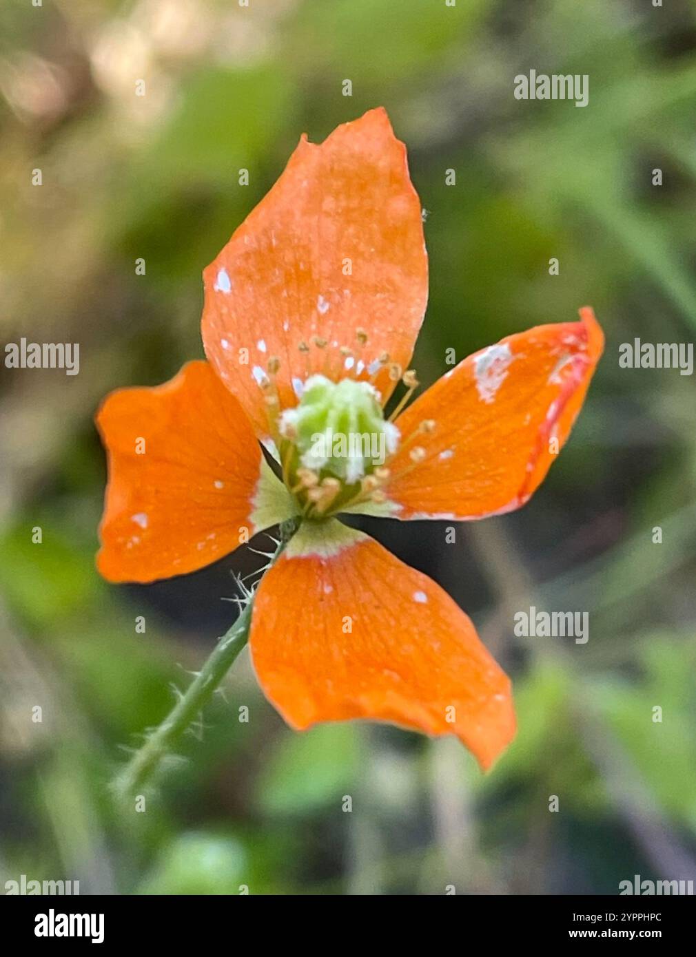 fire poppy (Papaver californicum Stock Photo - Alamy