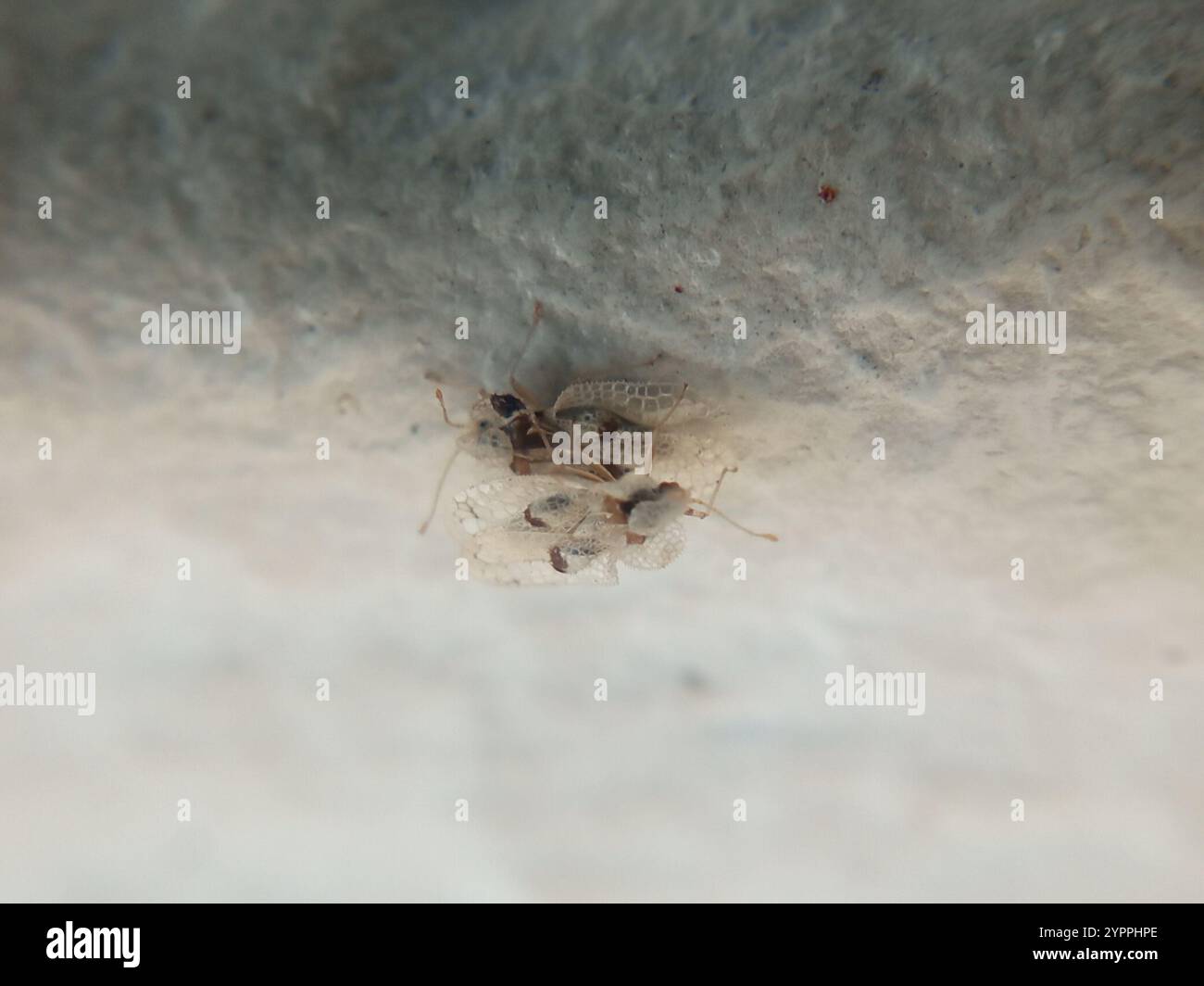 Eastern Sycamore Lace Bug (Corythucha ciliata Stock Photo - Alamy