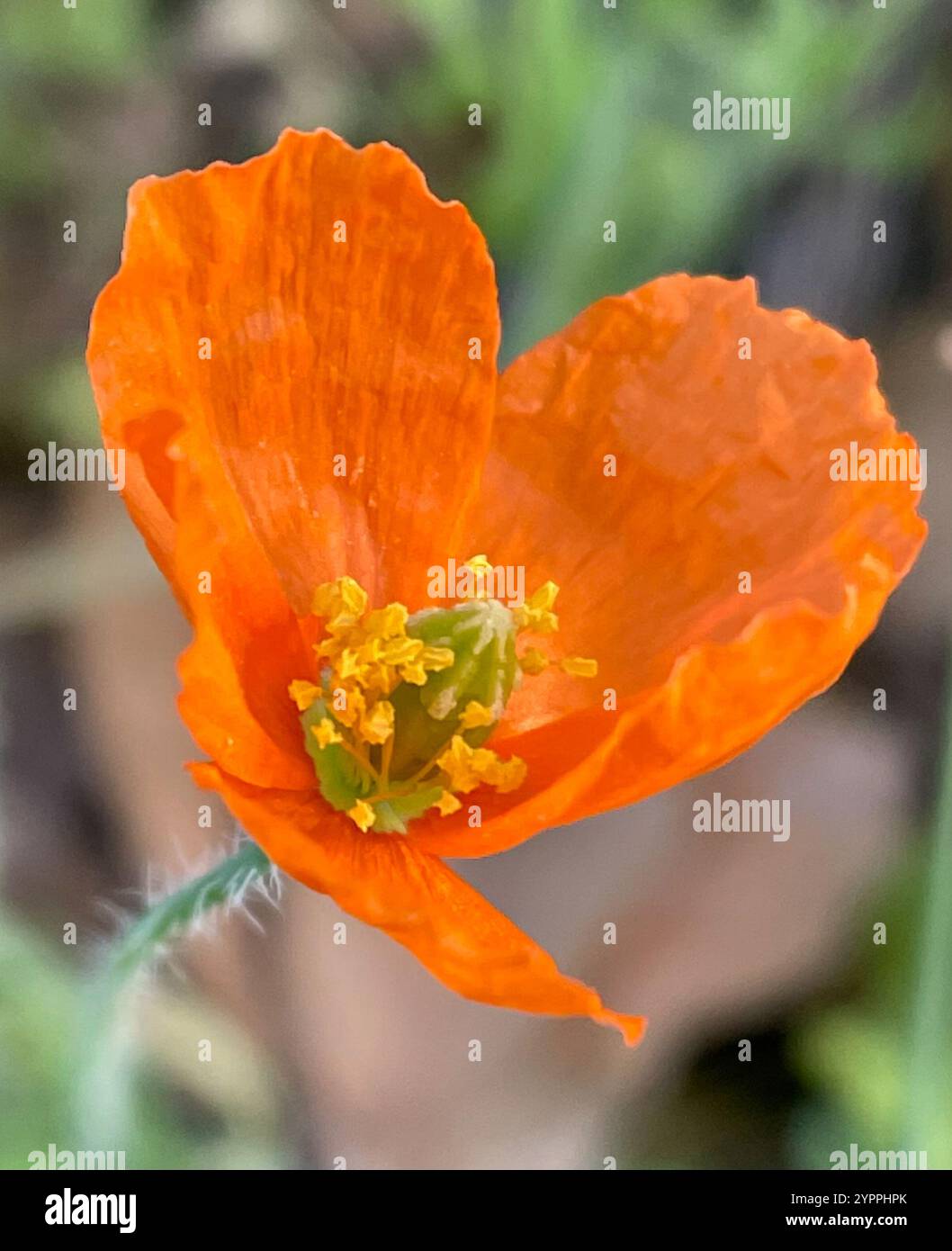fire poppy (Papaver californicum Stock Photo - Alamy