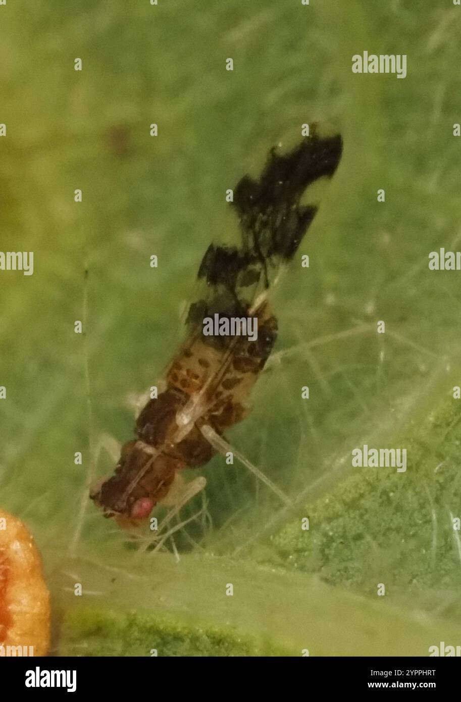 Eastern dusky-winged oak aphid (Neomyzocallis discolor Stock Photo - Alamy