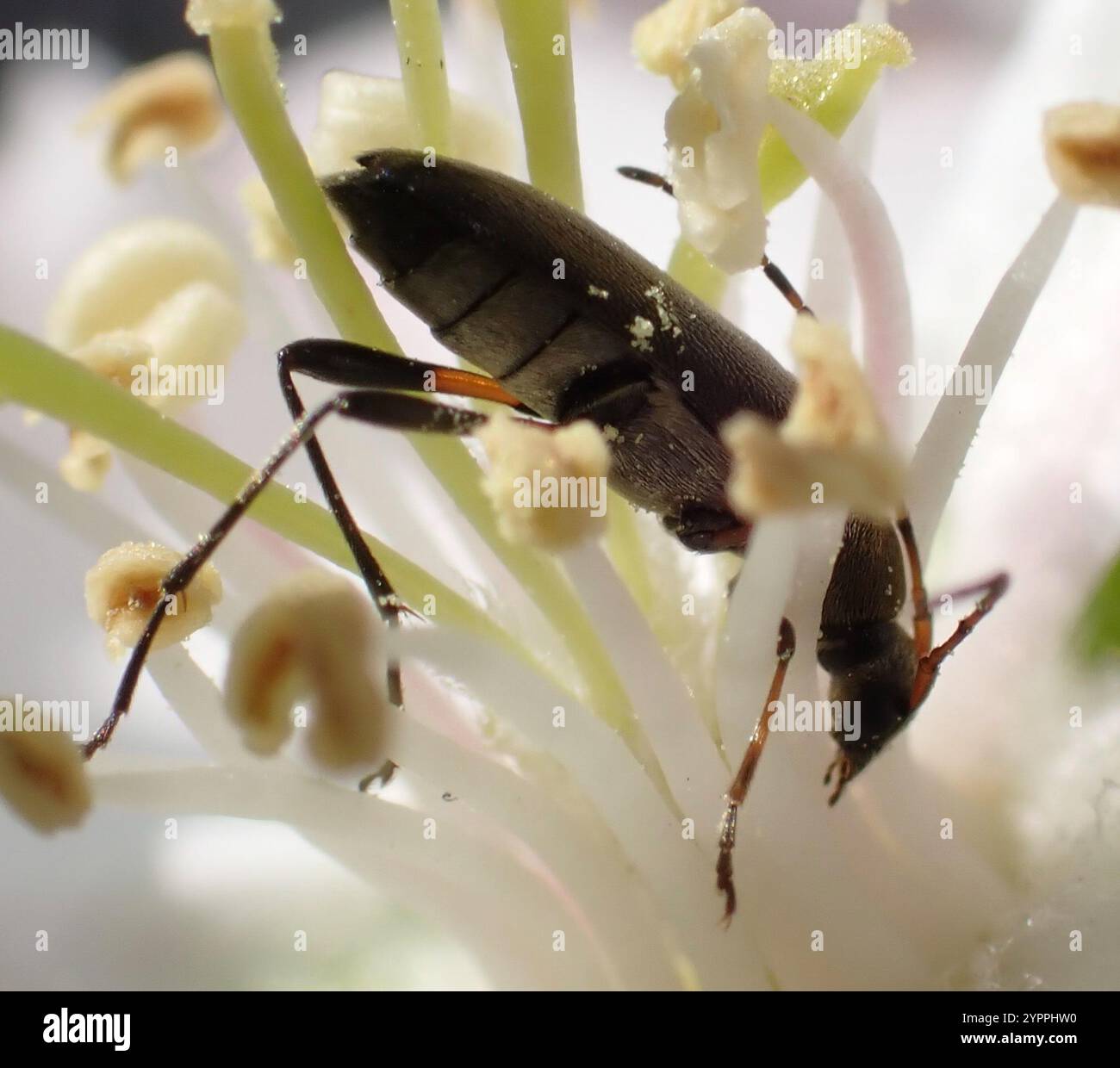 common grammoptera (Grammoptera ruficornis Stock Photo - Alamy