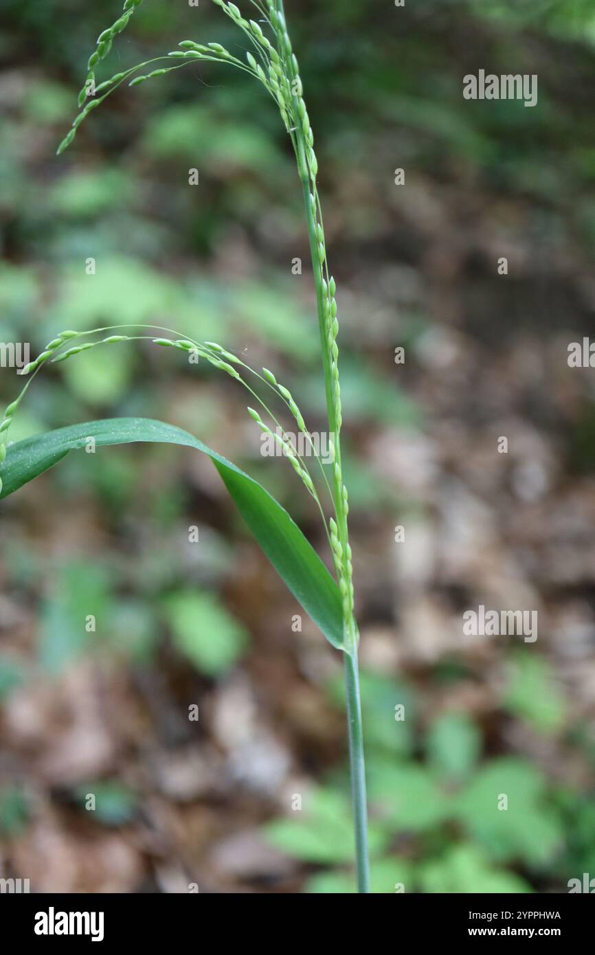 Wood Millet (Milium effusum Stock Photo - Alamy