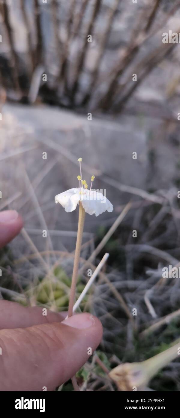 angel trumpets (Acleisanthes longiflora Stock Photo - Alamy