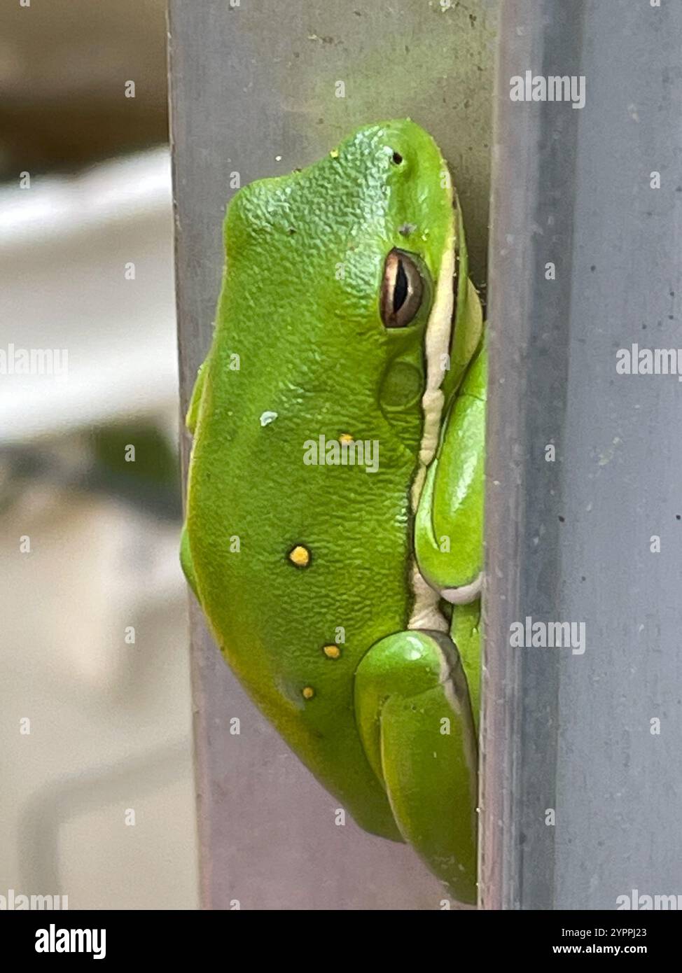 Green Treefrog (Hyla cinerea Stock Photo - Alamy